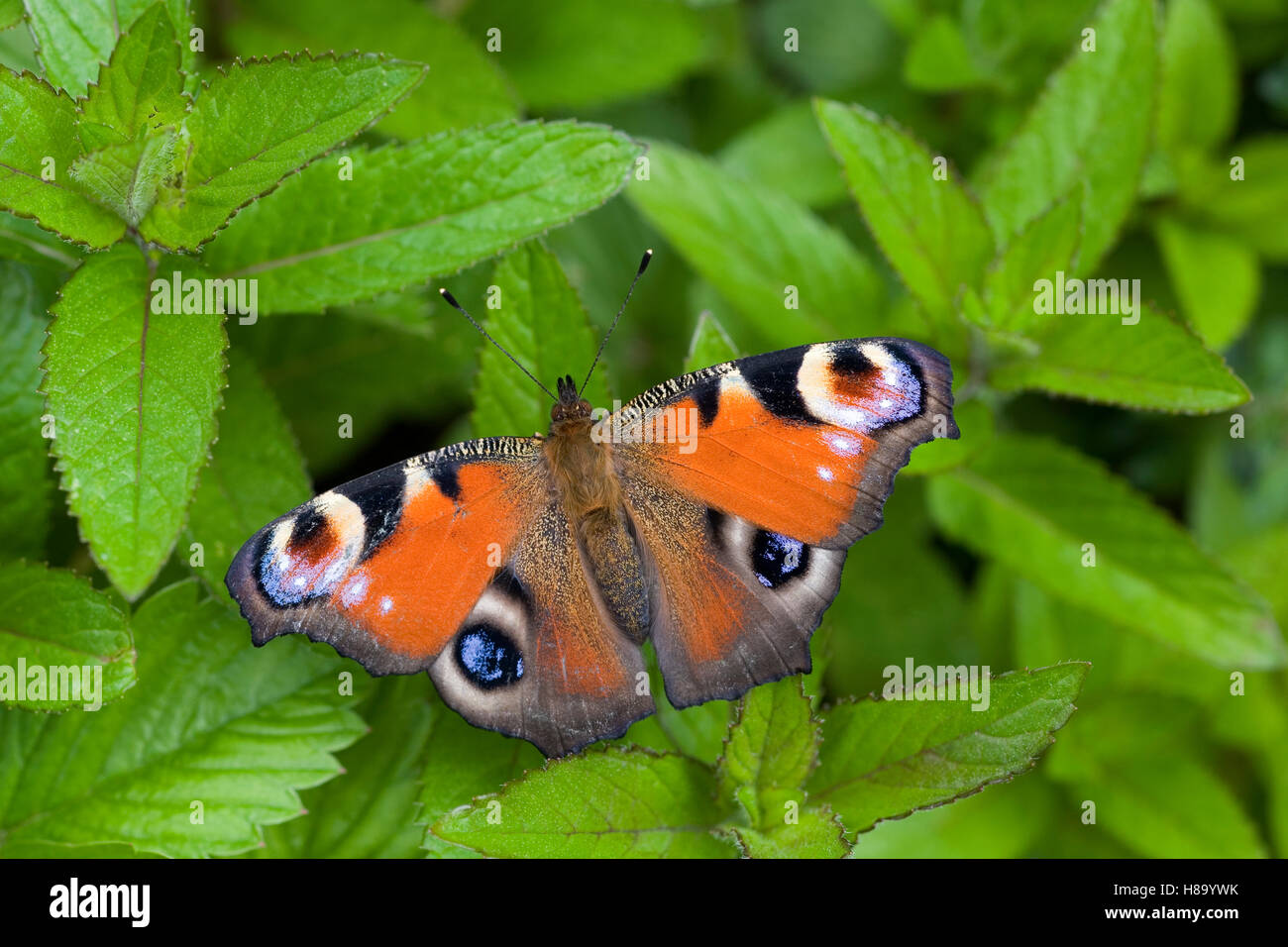 Peacock Butterfly (Inachis io), showing false eyespots, Europe Stock ...