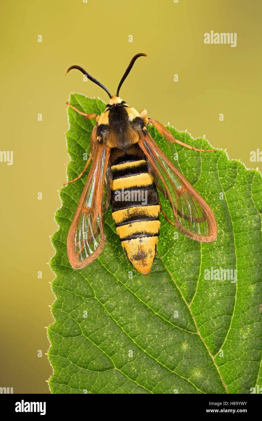 Hornet Moth (Sesia apiformis), a hornet mimic, Europe Stock Photo - Alamy