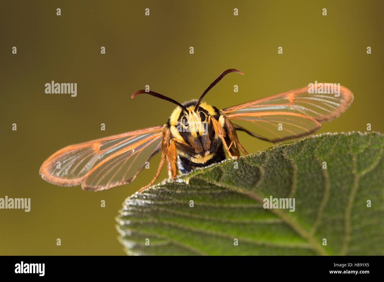 Hornet Moth (Sesia apiformis), a hornet mimic, Europe Stock Photo - Alamy