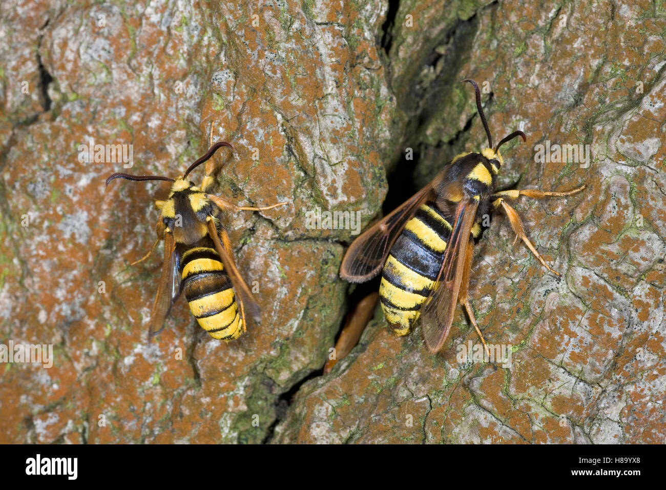 Hornet Moth (Sesia apiformis) pair, hornet mimics, Europe Stock Photo ...