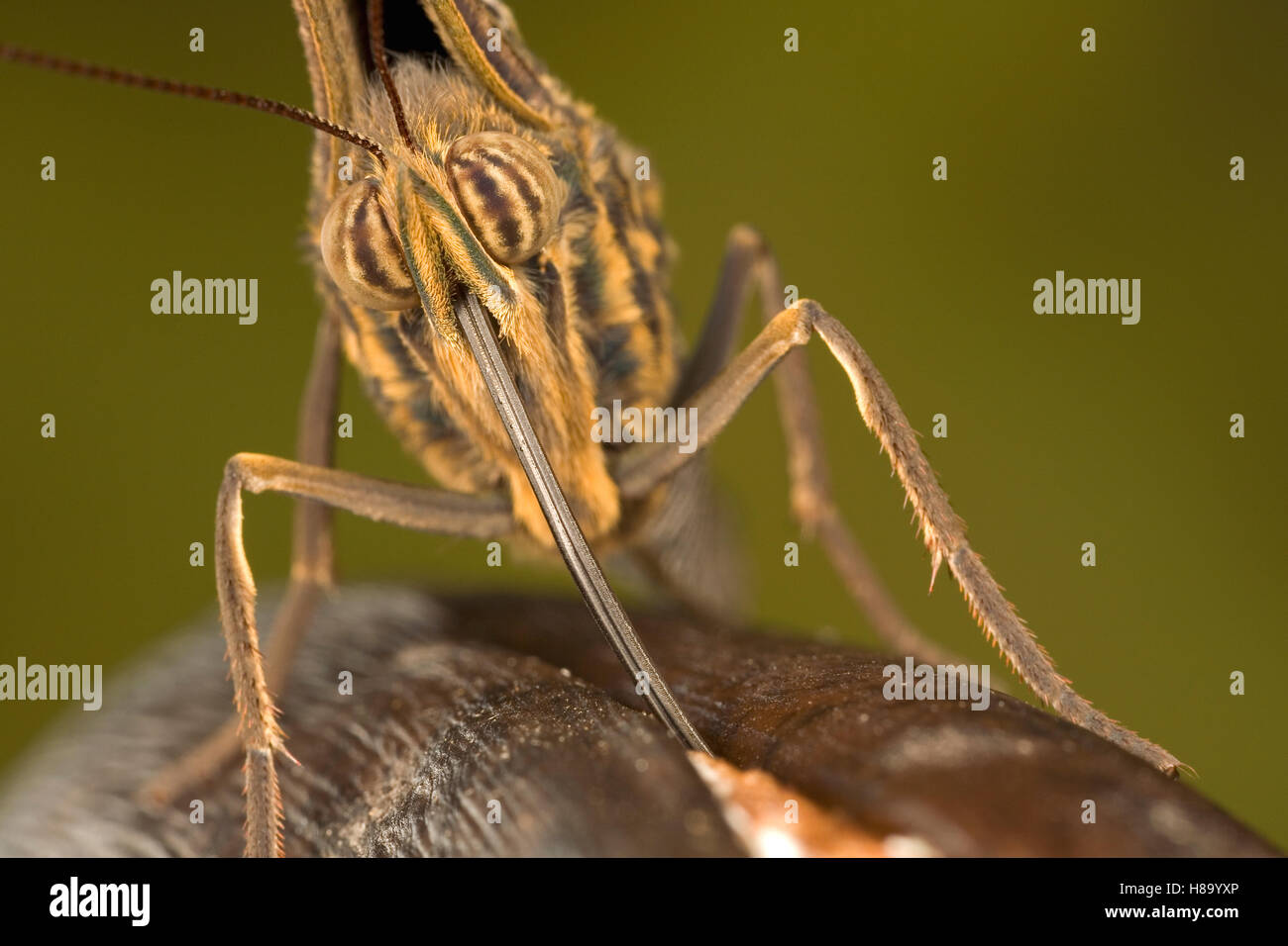 Owl Butterfly (Caligo memnon) feeding with probiscis, South America ...