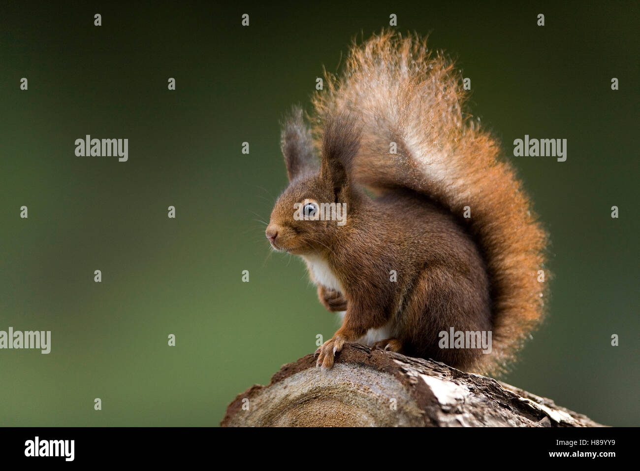 Eurasian Red Squirrel (Sciurus vulgaris) portrait, Europe Stock Photo - Alamy
