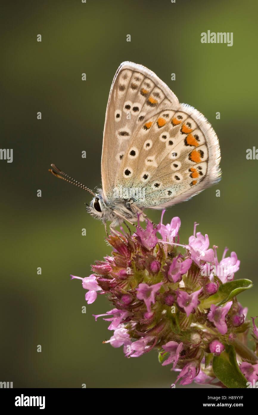 Adonis Blue (Lysandra bellargus) butterfly on flower, Europe Stock ...