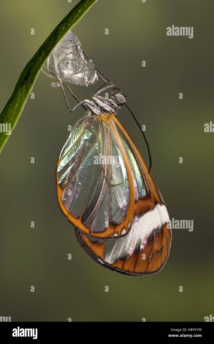 Glasswing (Greta oto) butterfly, newly emerged from chrysalis, native ...