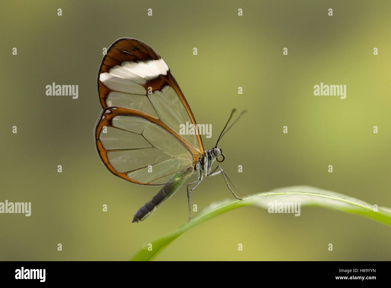 Glasswing (Greta oto) butterfly, native to South and Central America ...