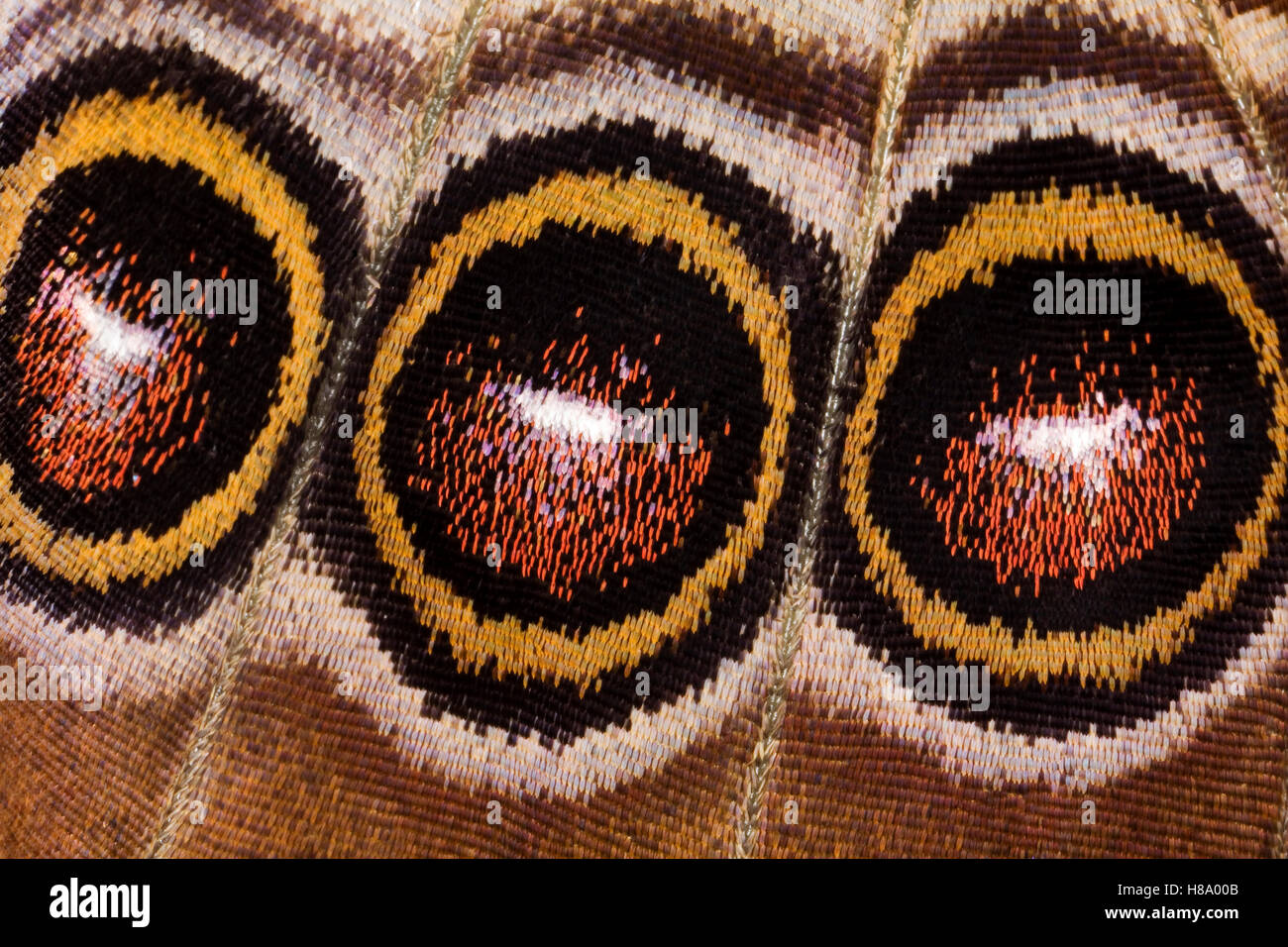 Blue Morpho (Morpho peleides) butterfly wing with false eyespots, Costa ...