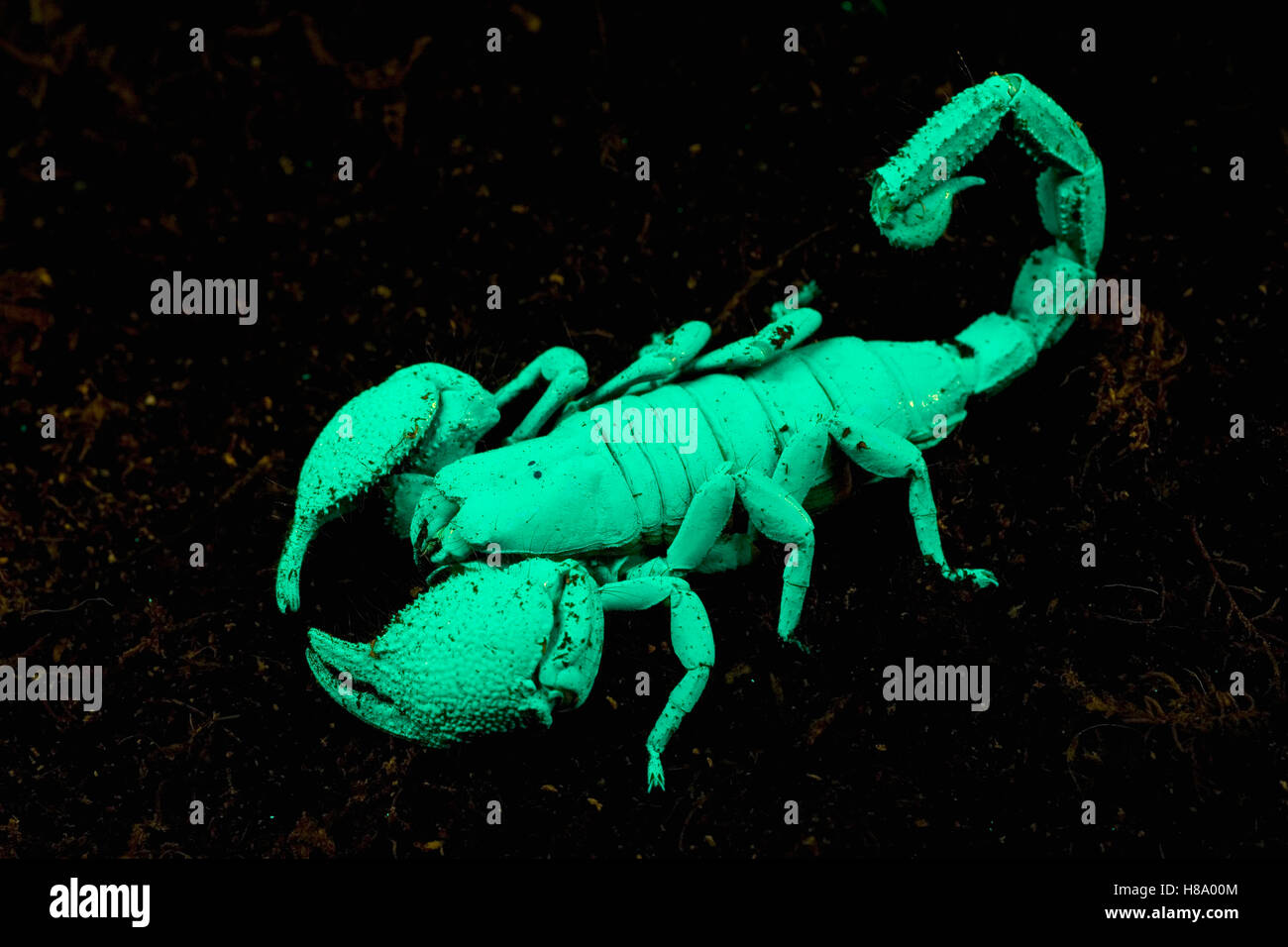 Emperor Scorpion (Pandinus imperator) photographed under ultraviolet ...