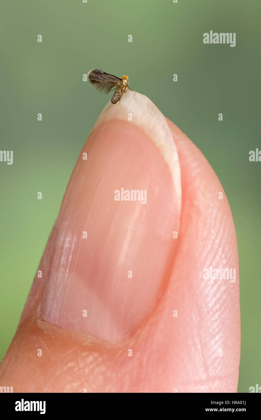 Pygmy Moth (Ectoedemia groschkei) on finger, Croatia Stock Photo - Alamy