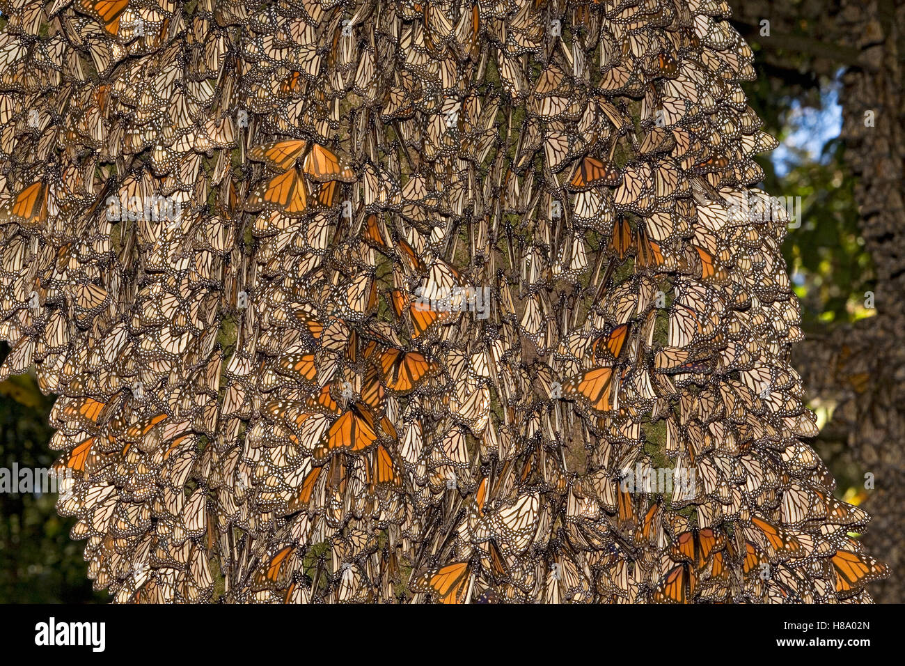 Monarch (Danaus plexippus) butterflies with closed wings in ...
