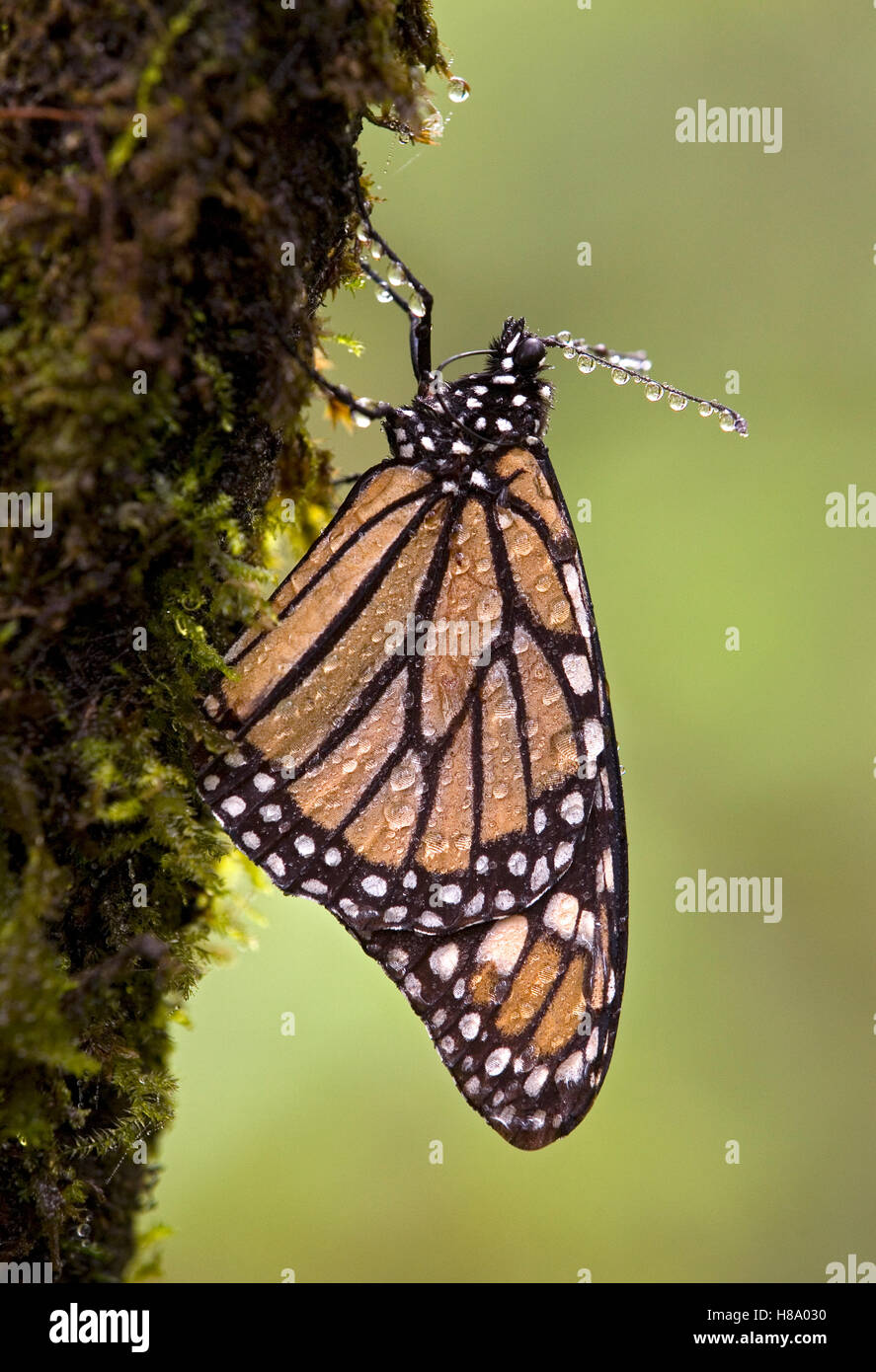 Monarch (Danaus plexippus) butterfly drinking by using its proboscis to ...