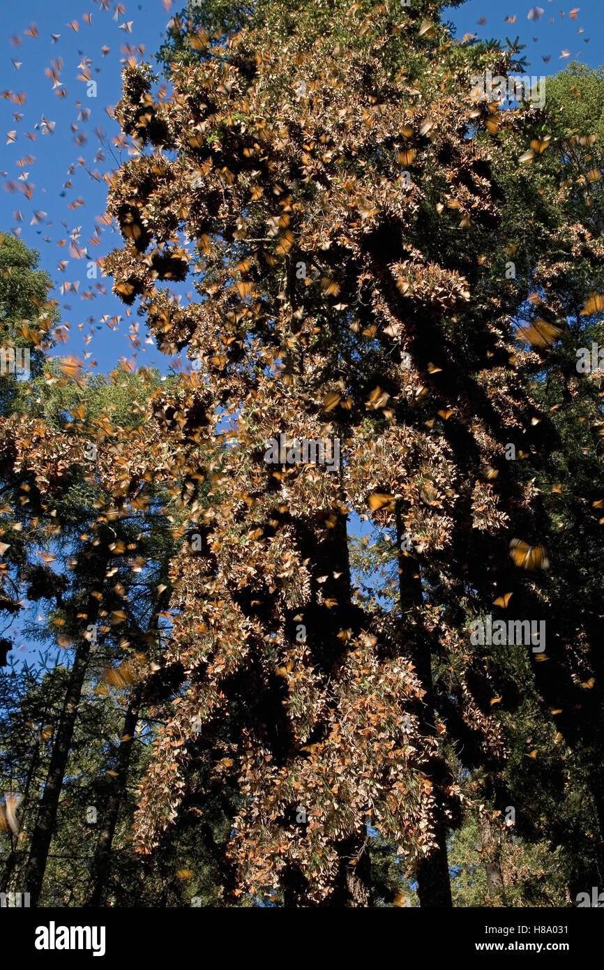 Monarch (Danaus plexippus) butterfly overwintering colony, Michoacan ...