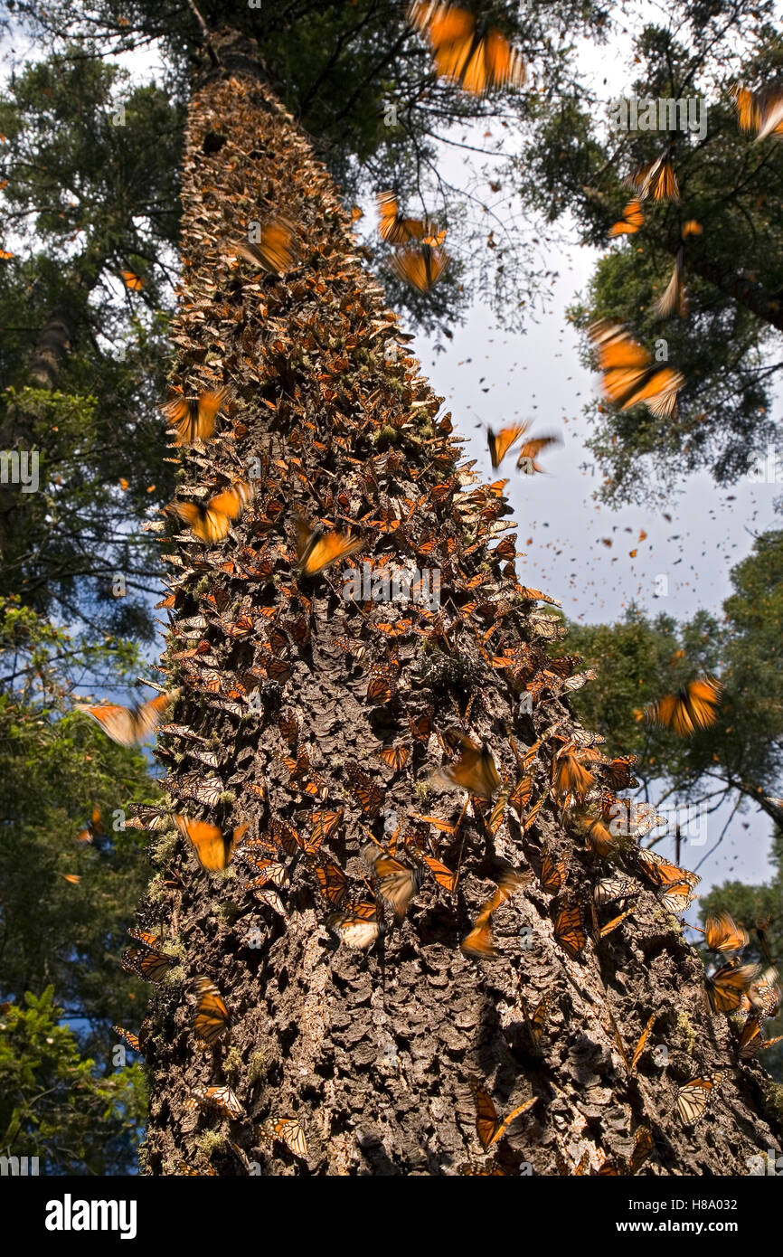 Monarch (Danaus plexippus) butterfly overwintering colony, Michoacan ...