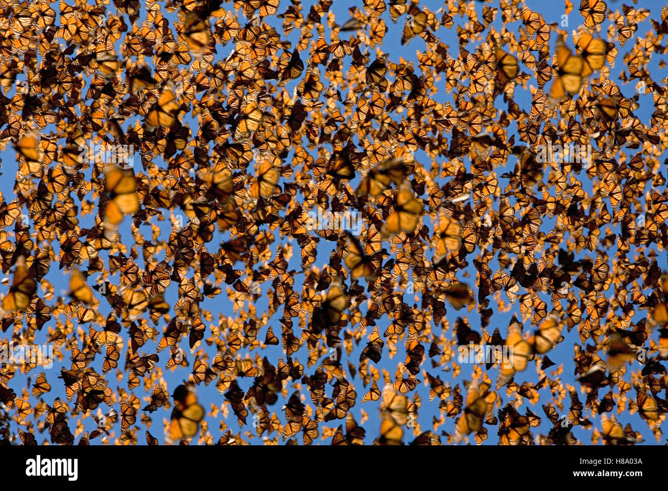 Monarch (Danaus plexippus) butterflies flying during a warm day ...