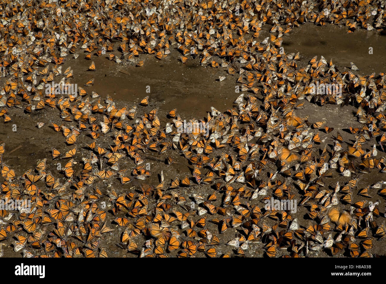 Monarch (Danaus plexippus) butterflies gathering to drink water and ...