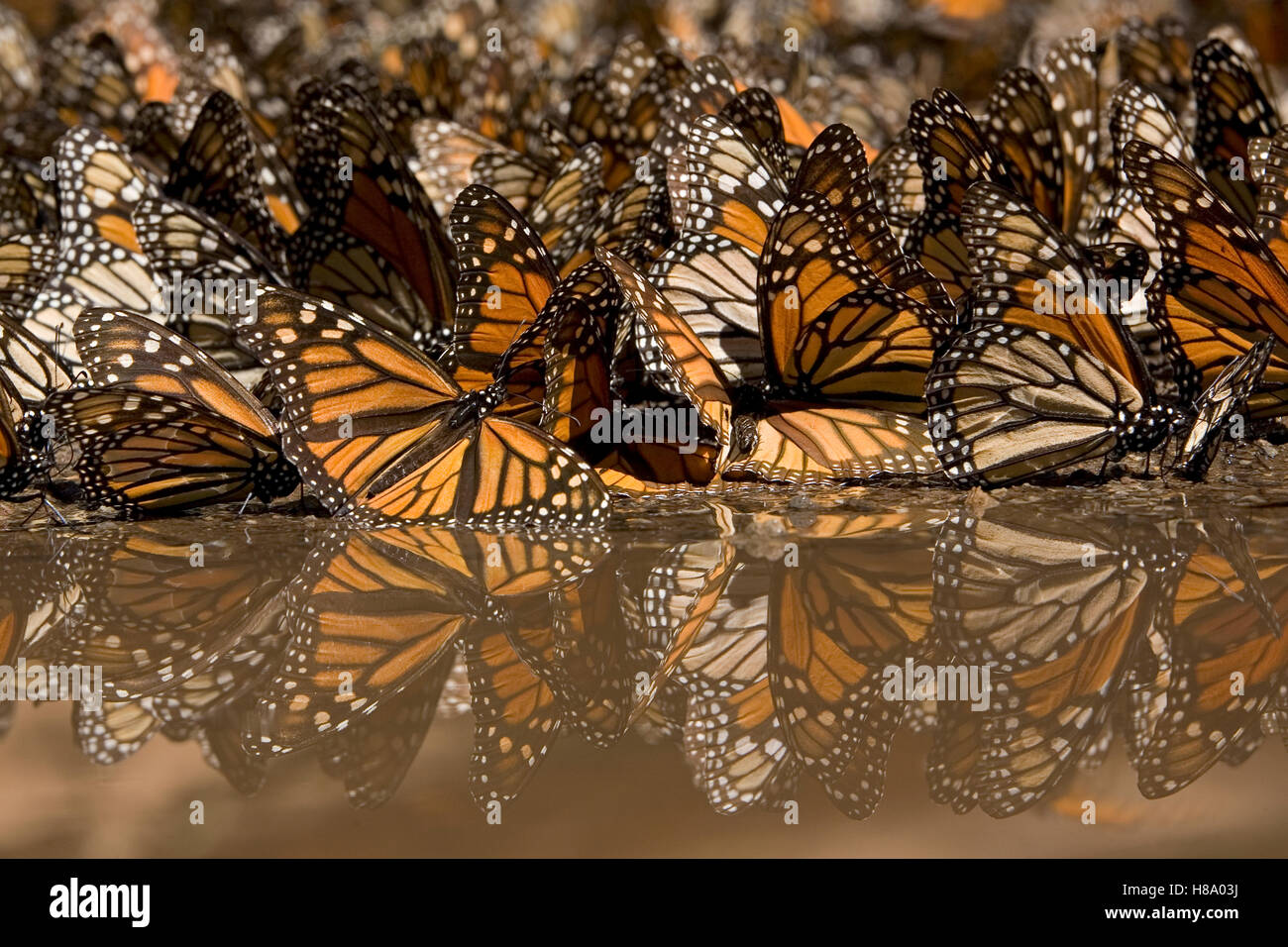 Monarch (Danaus plexippus) butterflies gathering to drink water and ...