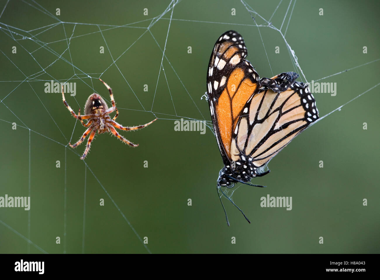 Monarch (Danaus plexippus) butterfly caught in spider web, Cape May ...