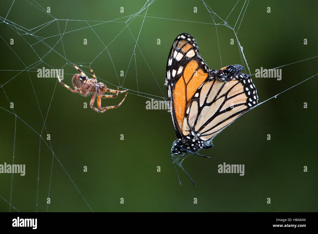 Monarch (Danaus plexippus) butterfly caught in spider web, Cape May ...