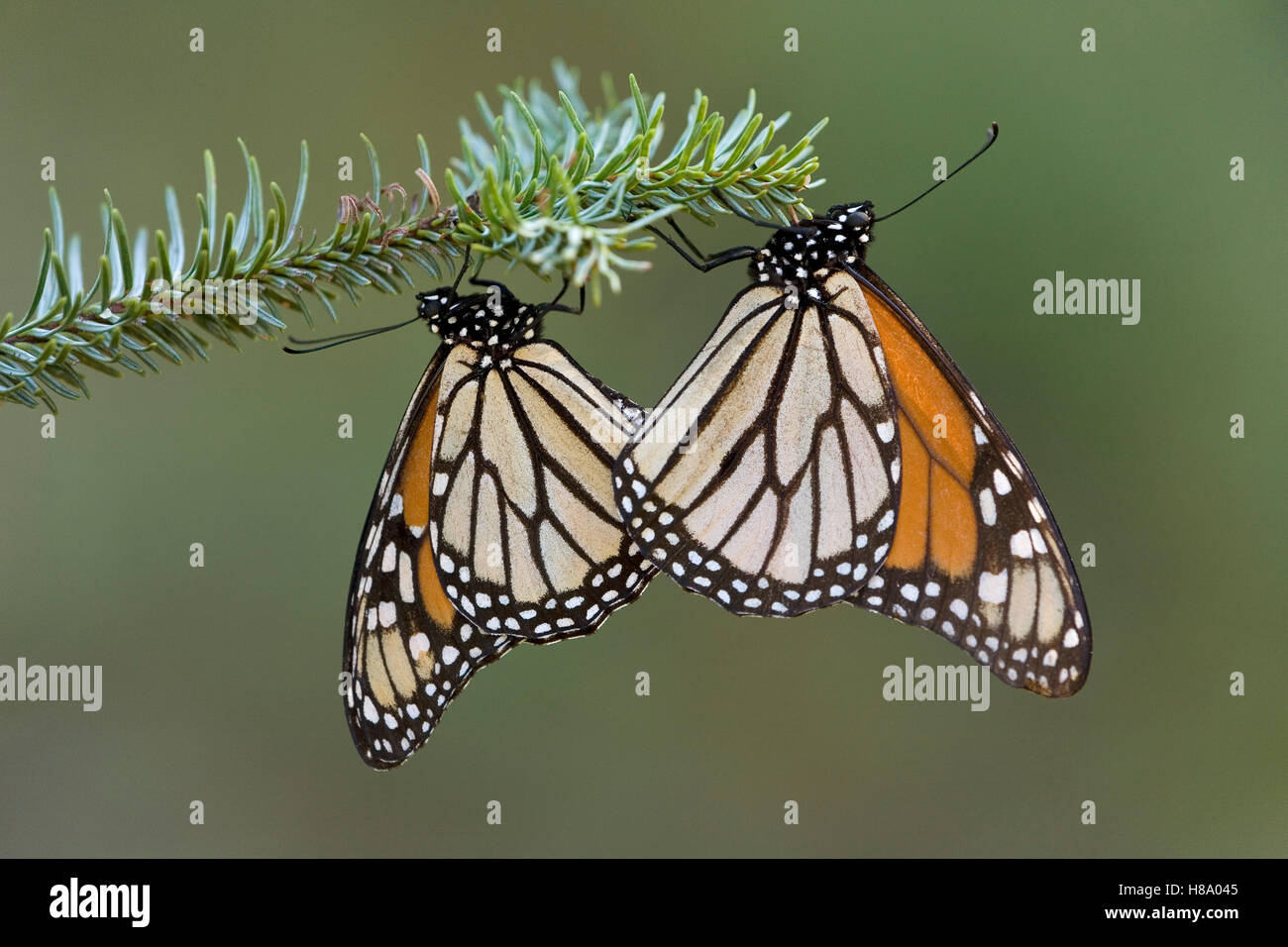 Monarch (Danaus plexippus) butterflies mating, Mexico Stock Photo - Alamy