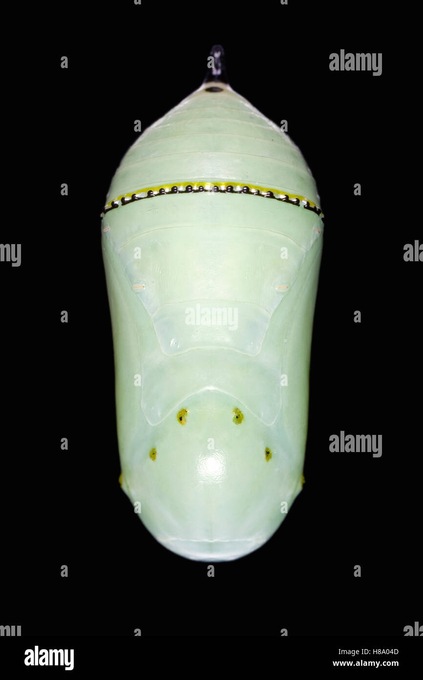 Monarch (Danaus plexippus) butterfly chrysalis, inside the ...