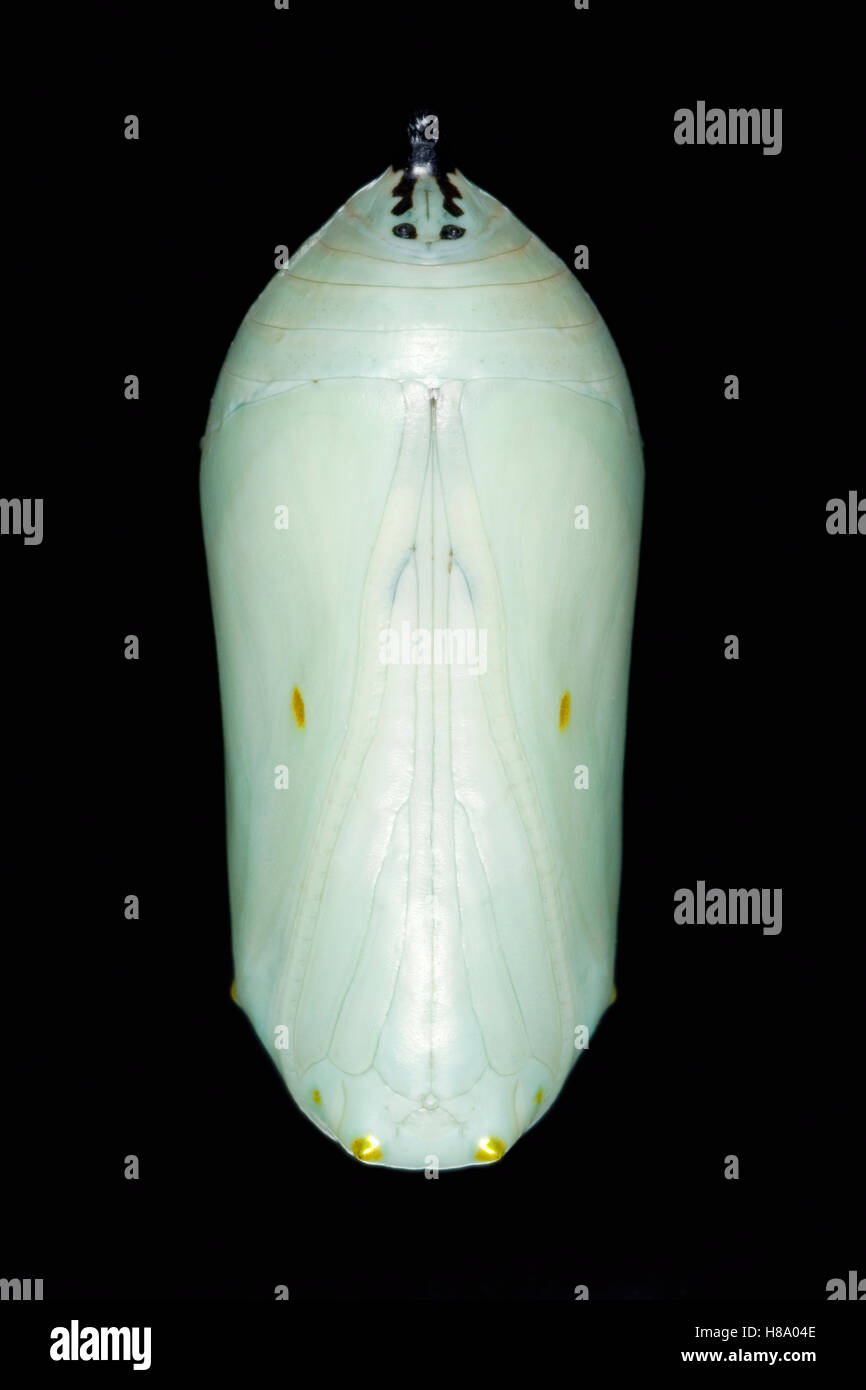 Monarch (Danaus plexippus) butterfly chrysalis, inside the ...