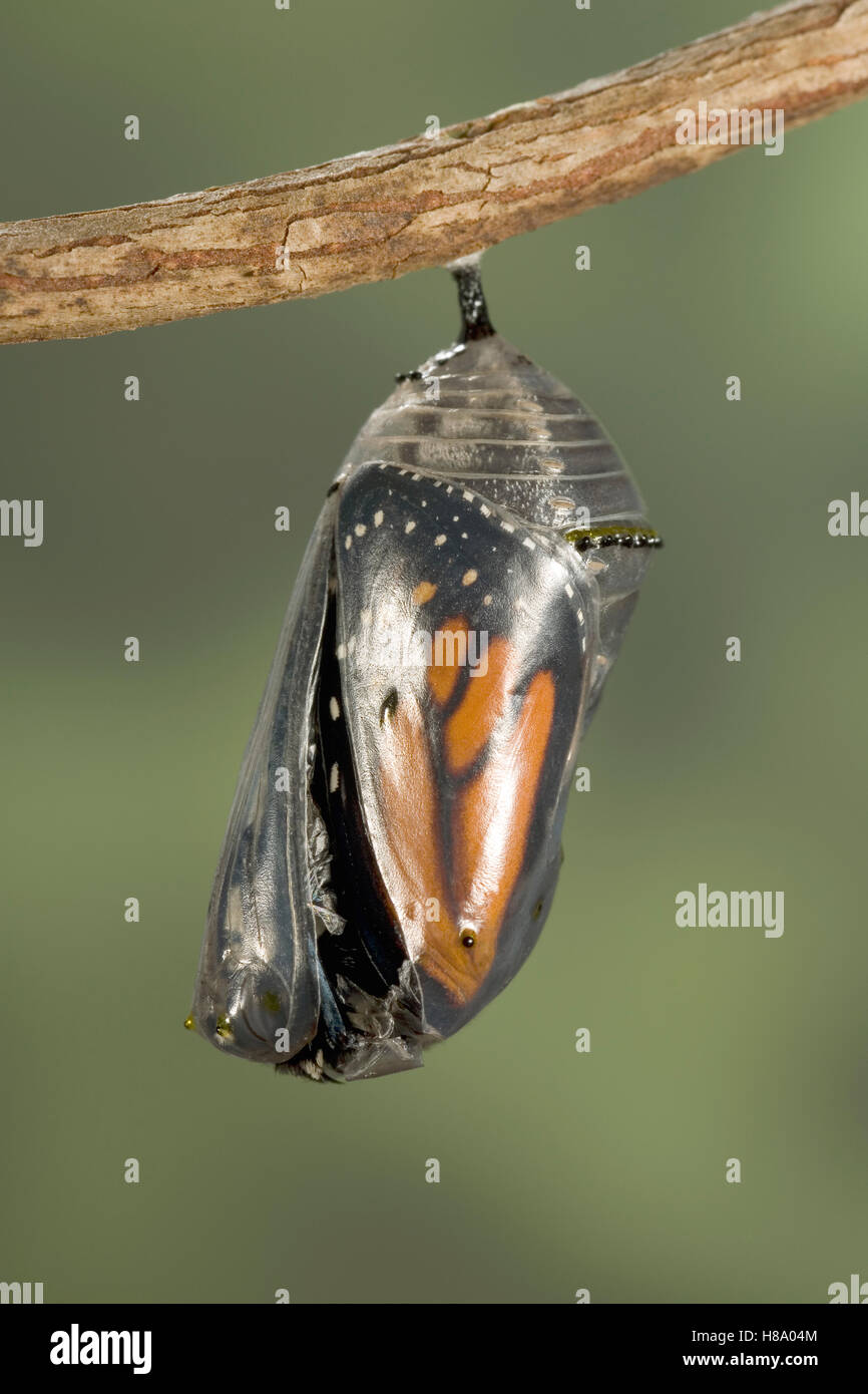 Monarch (Danaus plexippus) butterfly chrysalis opening up, North ...