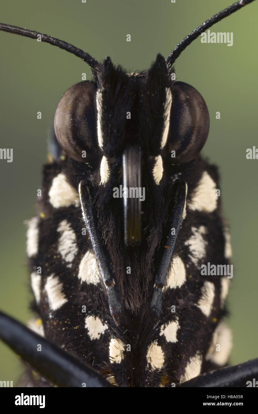 Monarch (Danaus plexippus) butterfly head of newly emerged individual ...