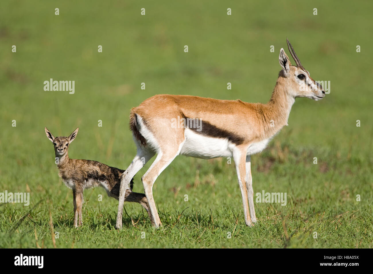 Thomson's Gazelle (Eudorcas thomsonii) mother with newborn fawn ...