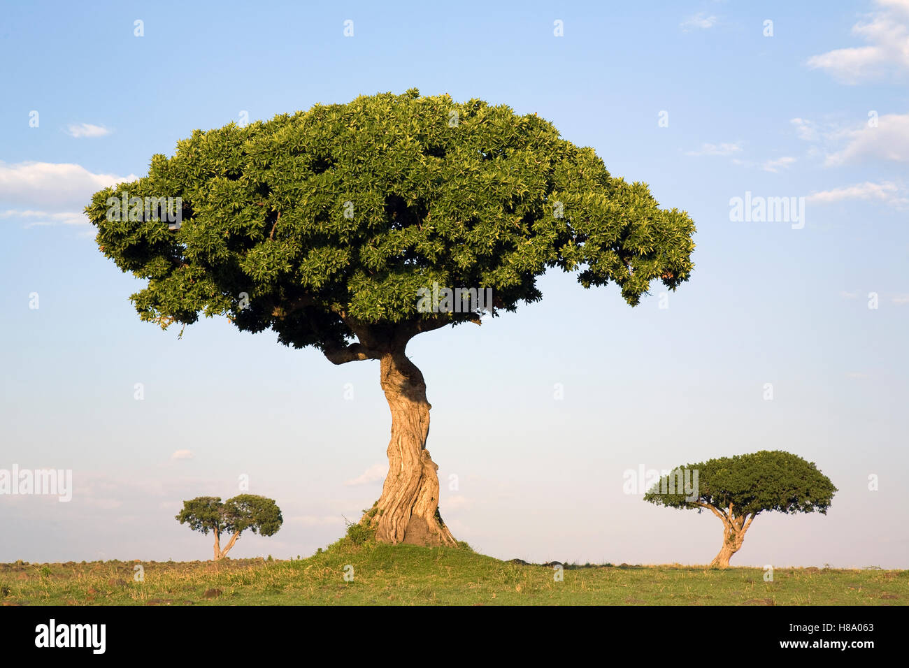 Acacia (Acacia sp) trees, Masai Mara National Reserve, Kenya Stock ...
