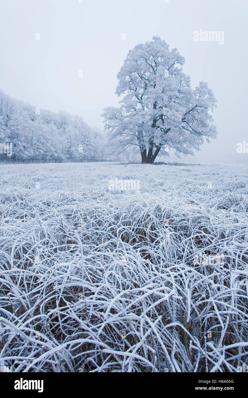 Landscape with Oak tree and grasses covered with hoar frost, Germany ...