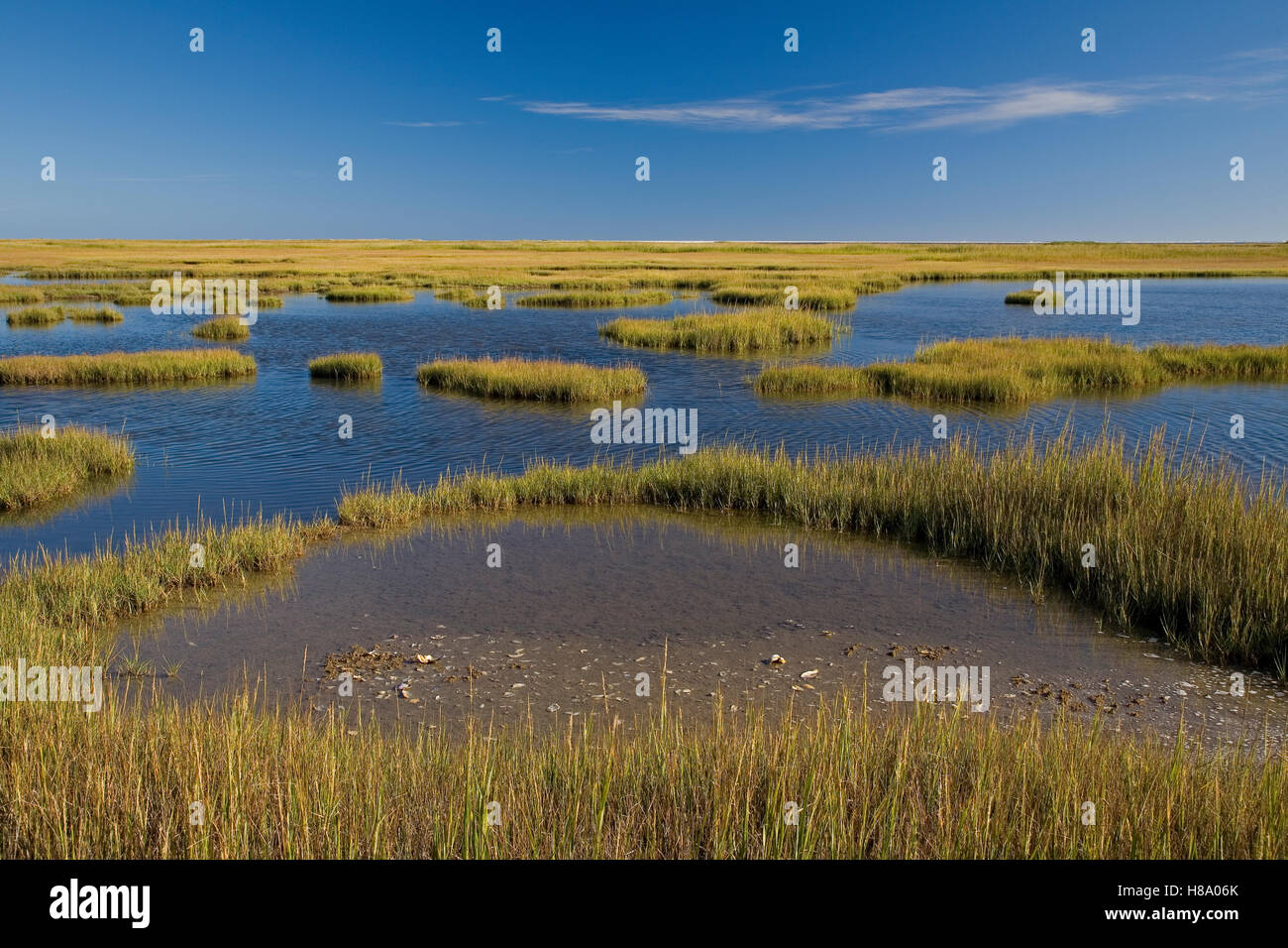 Salt marsh landscape, Cape May Peninsula, New Jersey Stock Photo - Alamy
