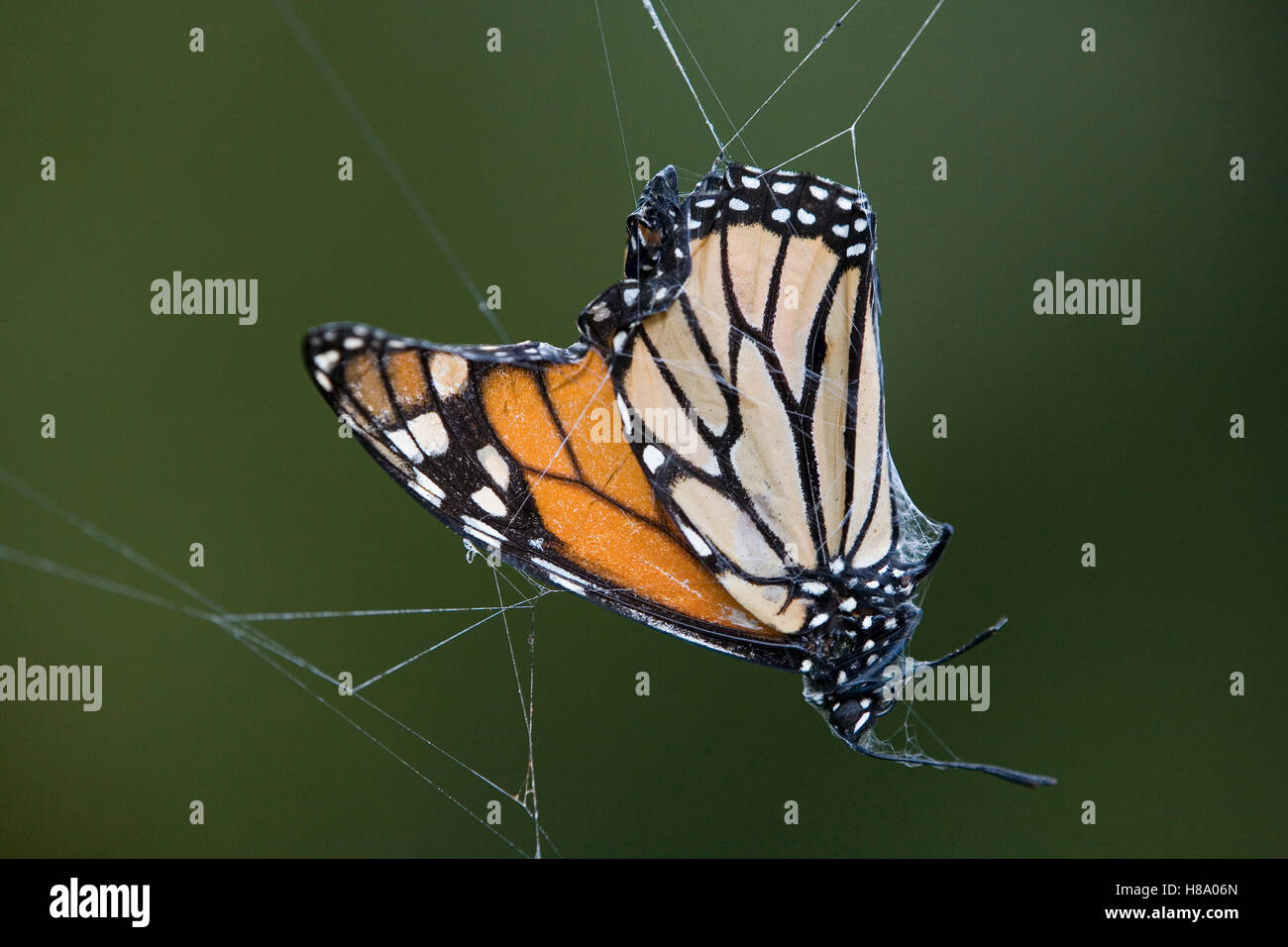 Monarch (Danaus plexippus) butterfly caught in spider web, Cape May ...