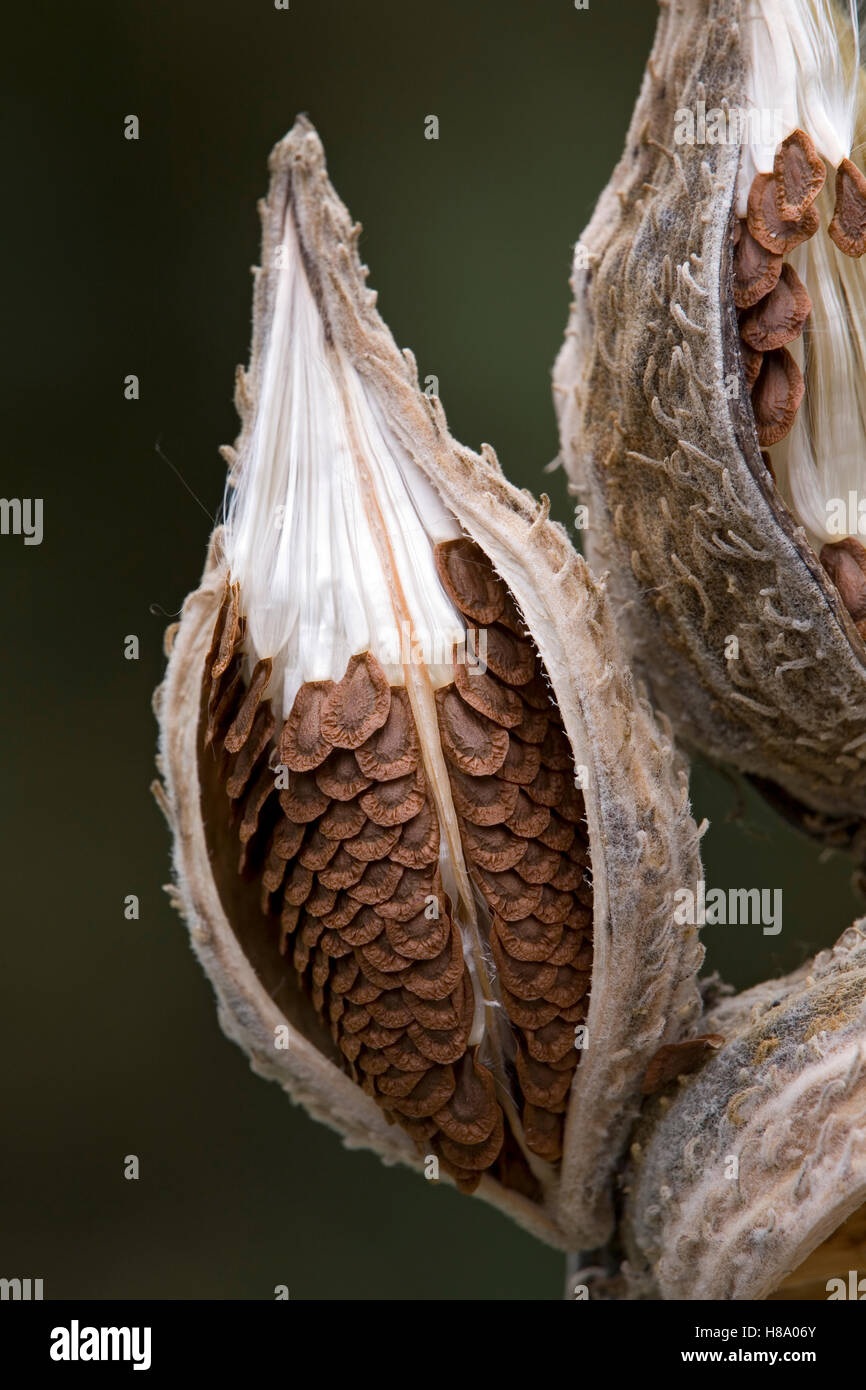 Milkweed (Asclepias sp) seed pod, Richard Bong State Recreation Area ...