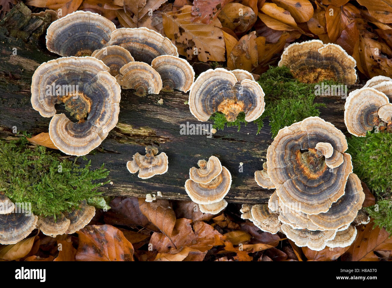 Lumpy Bracket (Trametes gibbosa) on dead tree trunk, Germany Stock ...