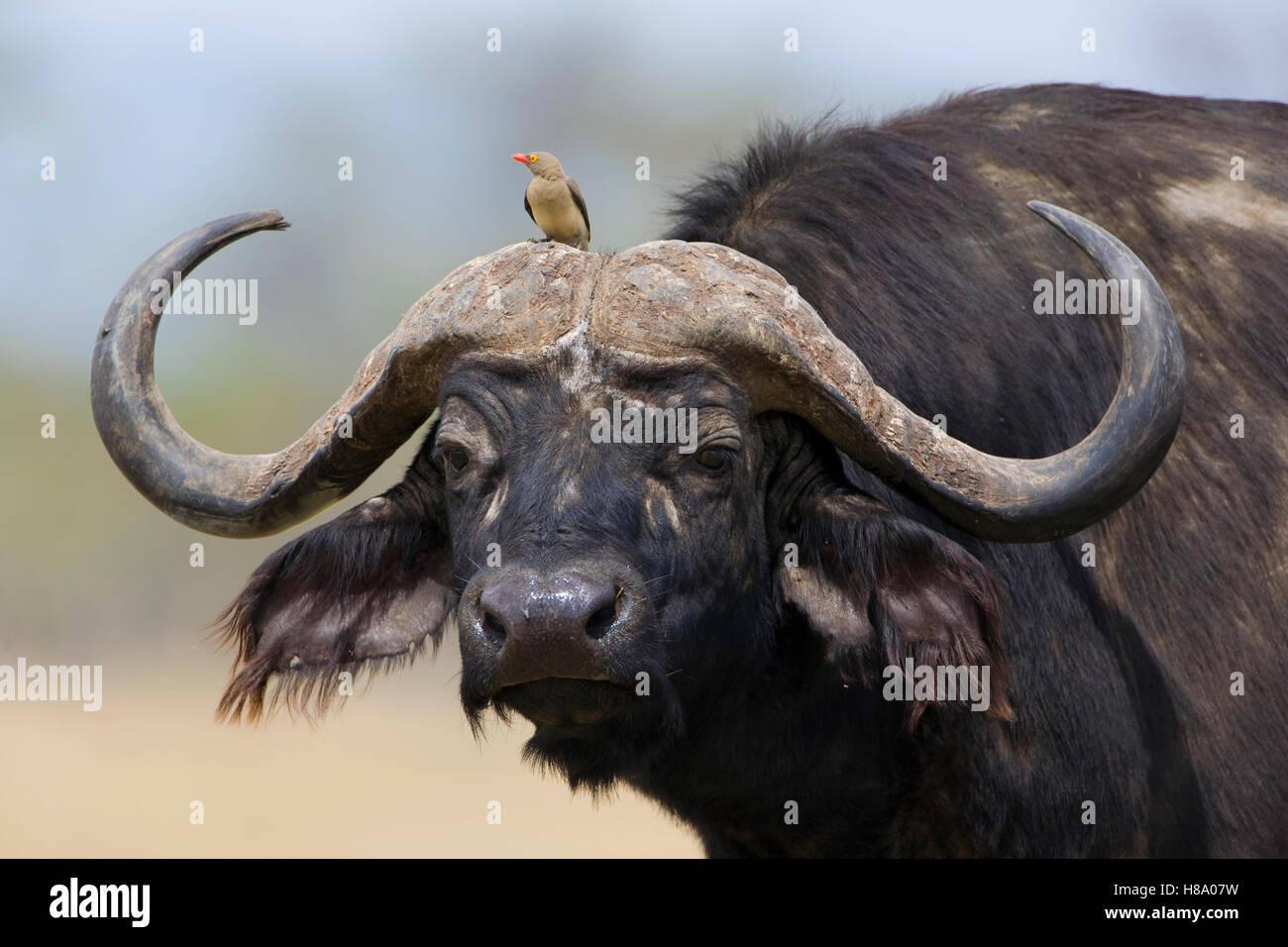 Cape Buffalo (Syncerus caffer) with Red-billed Oxpecker (Buphagus ...