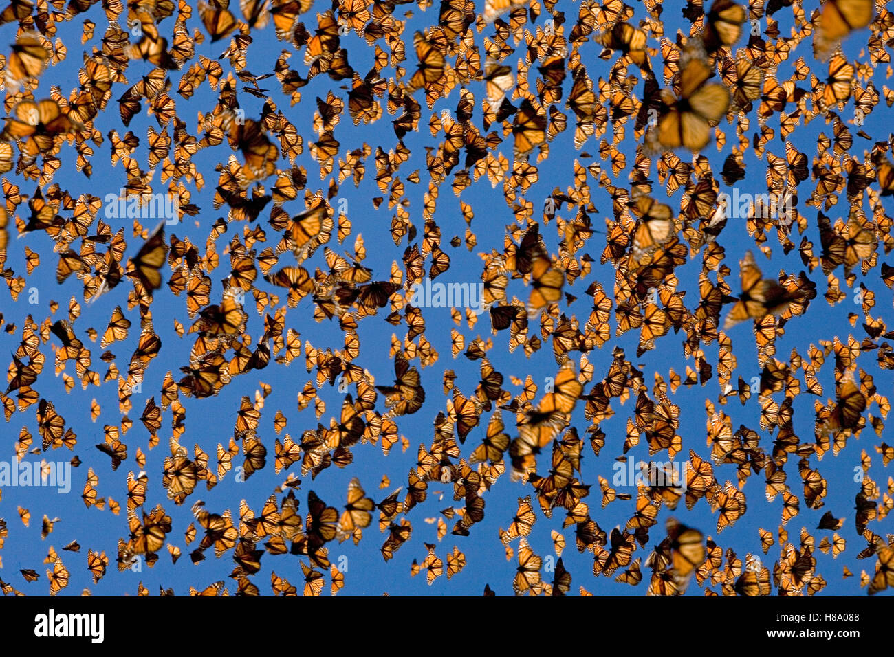 Monarch (Danaus plexippus) butterflies flying during a warm day ...