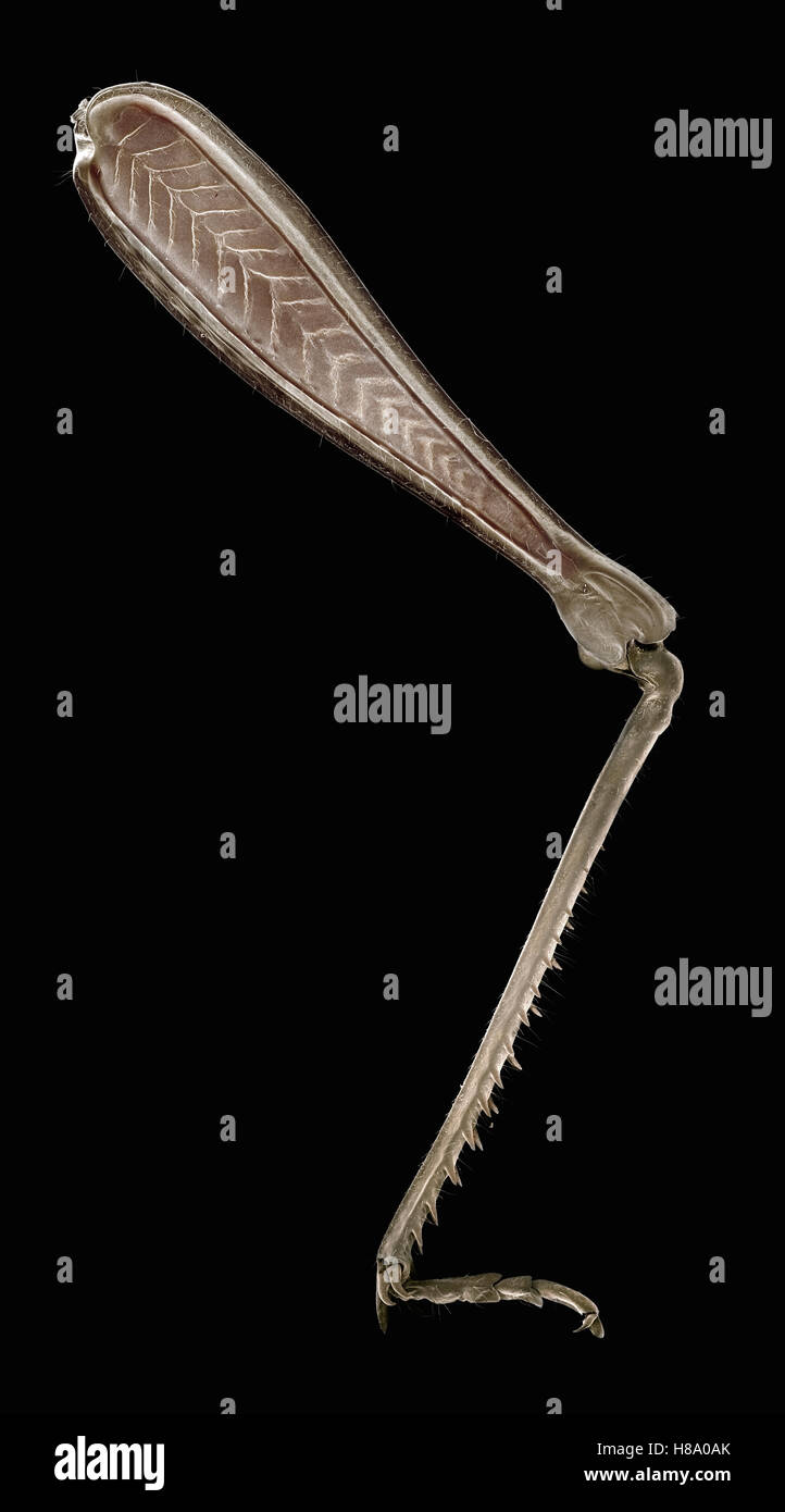 Grasshopper (Anacridium sp) SEM close-up view of leg at 4x ...