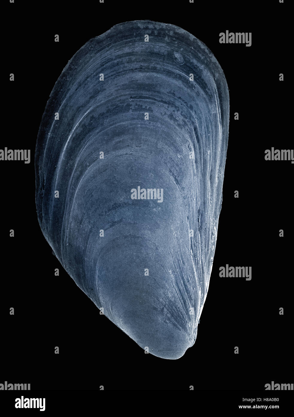 Mediterranean Mussel (Mytilus galloprovincialis) SEM close-up view at ...