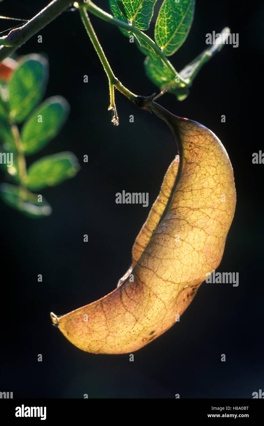 Bladder Senna (Colutea arborescens) seed pod, Girona, Spain Stock Photo ...