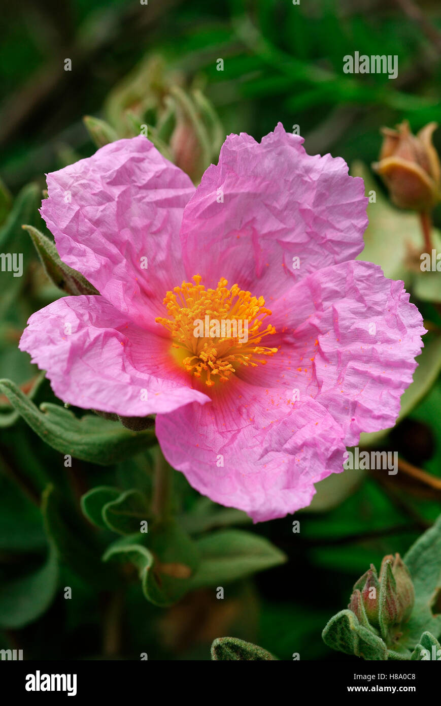 White-leaved Rockrose (Cistus albidus) flower, Spain Stock Photo - Alamy