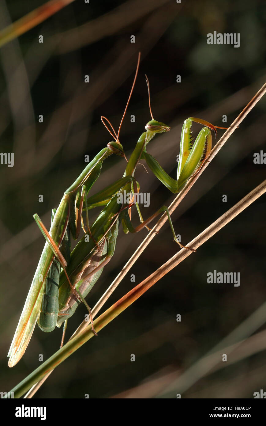 European Mantid (Mantis religiosa) pair mating, Europe Stock Photo - Alamy