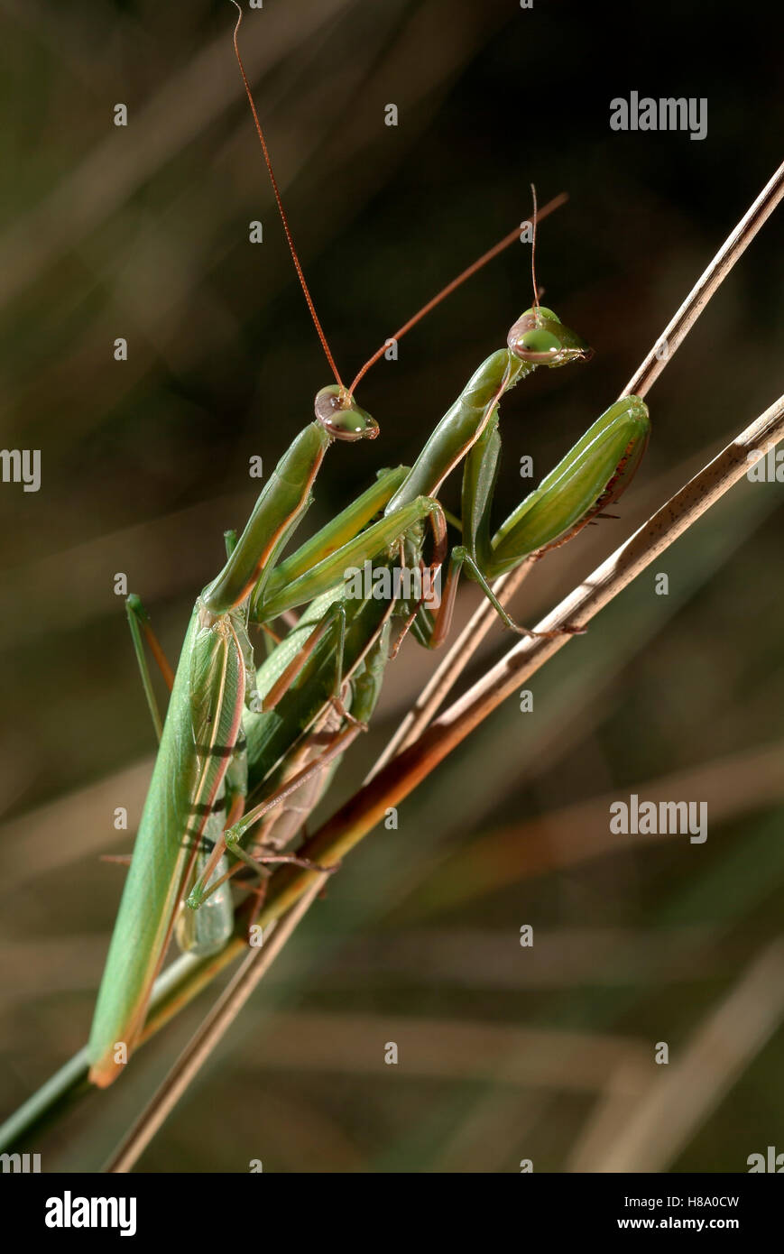 European Mantid (Mantis religiosa) pair mating, Europe Stock Photo - Alamy