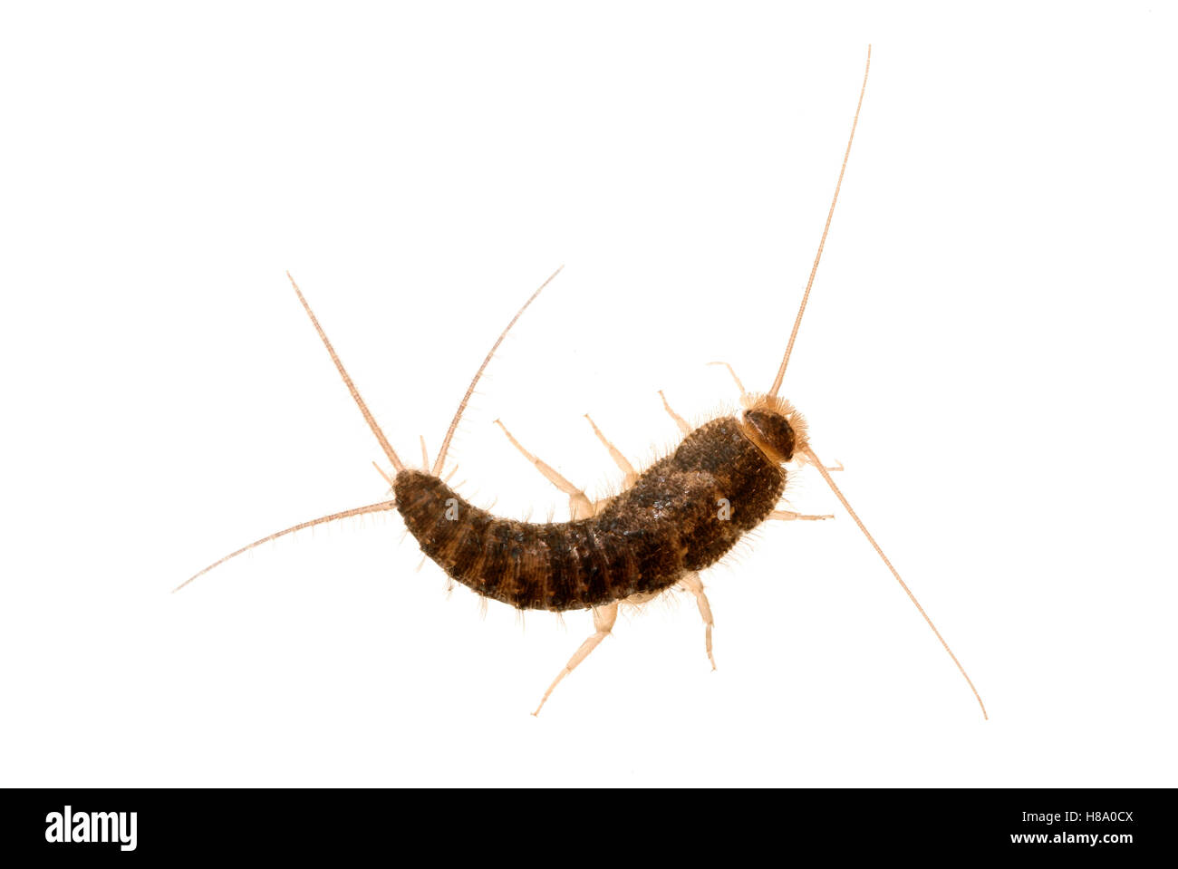 Firebrat (Thermobia domestica) individual, Europe Stock Photo - Alamy