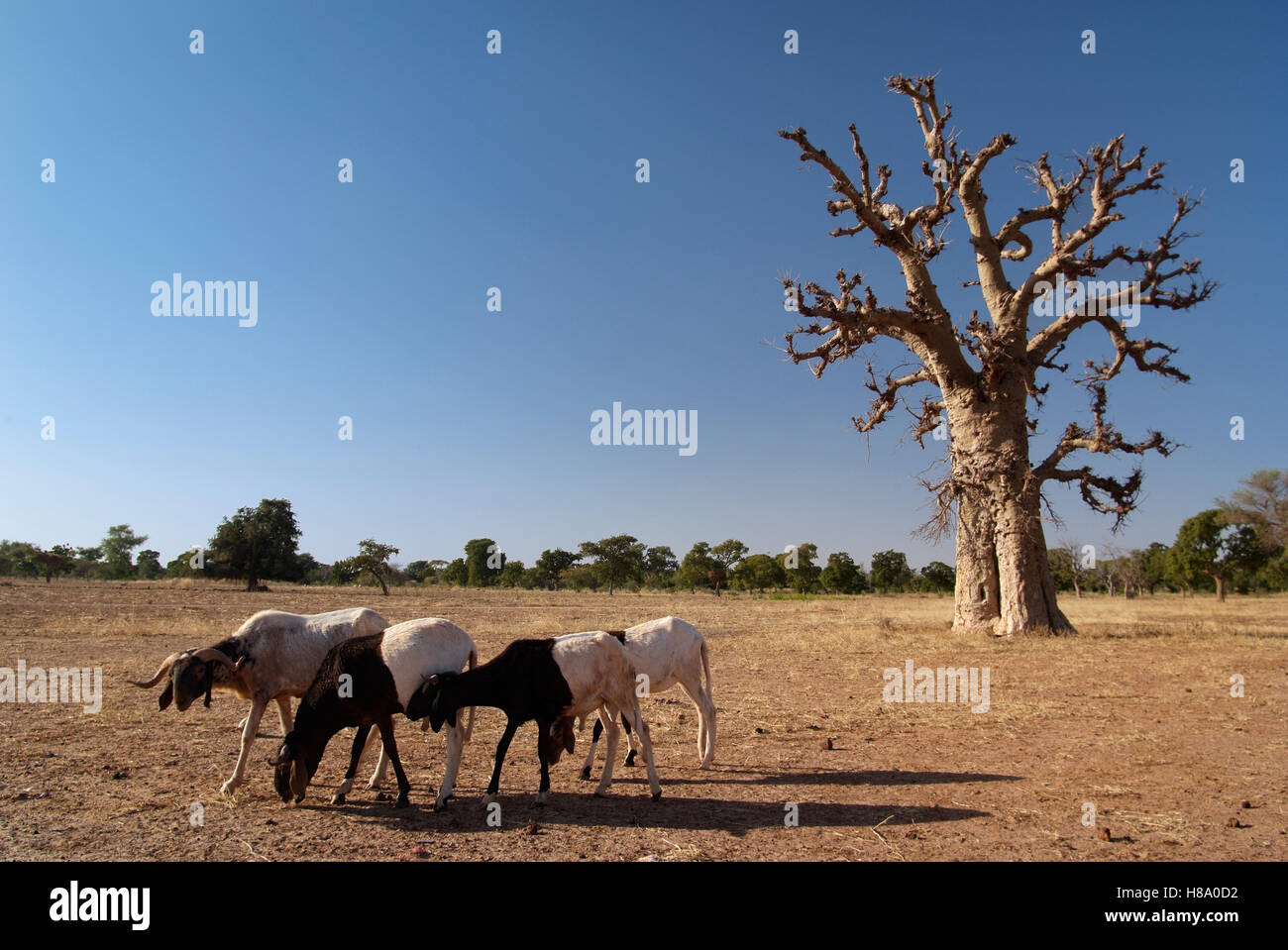 Baobab (Adansonia sp) tree and goats on overgrazed land, Burkina Faso ...