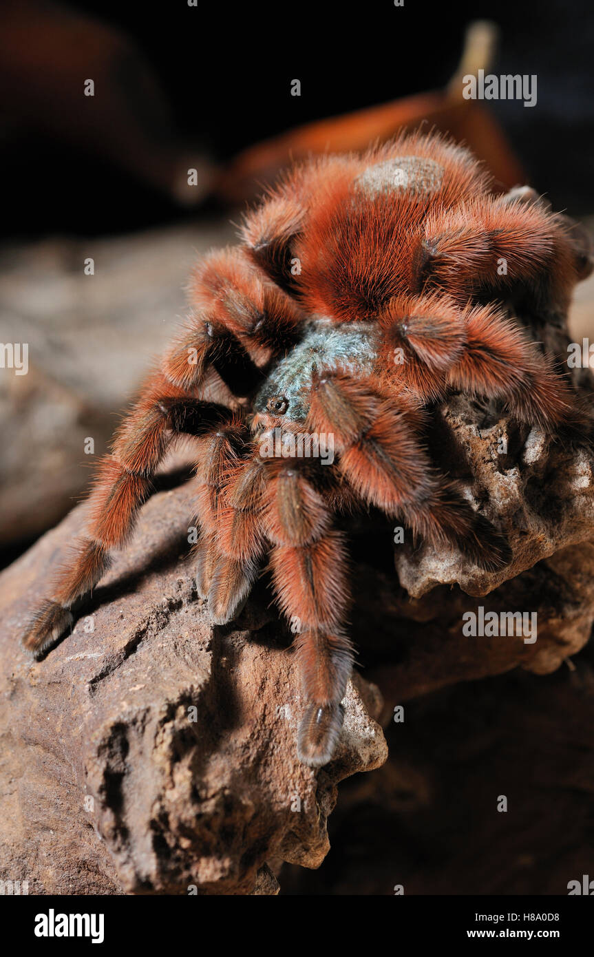 Metallic White-toed Tarantula (Avicularia metallica), South America ...