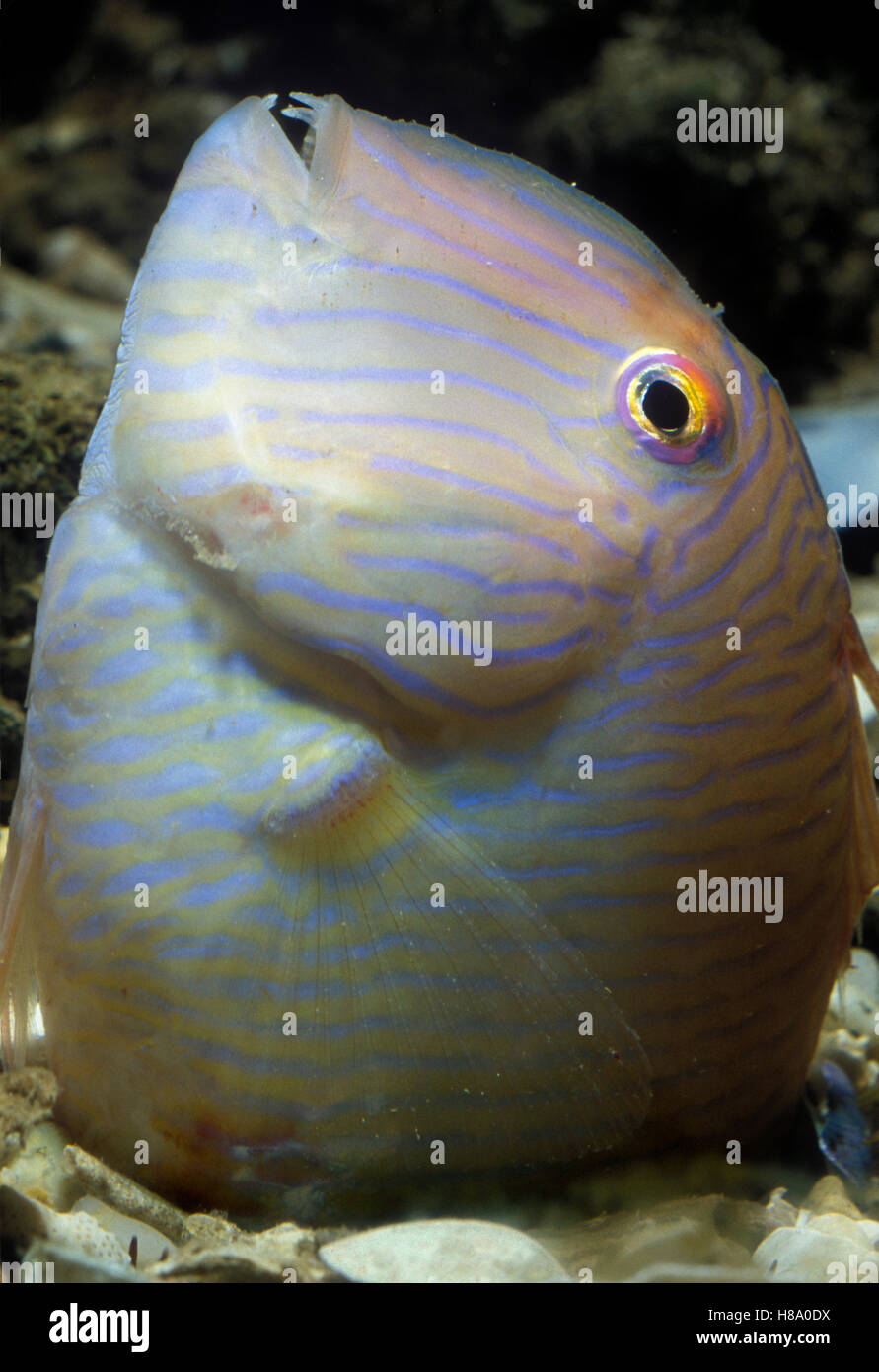 Cleaver Wrasse (Xyrichtys novacula) half buried in gravel ...