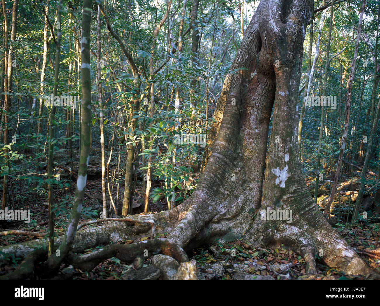 Subtropical semideciduous forest with variable humidity in the south of ...