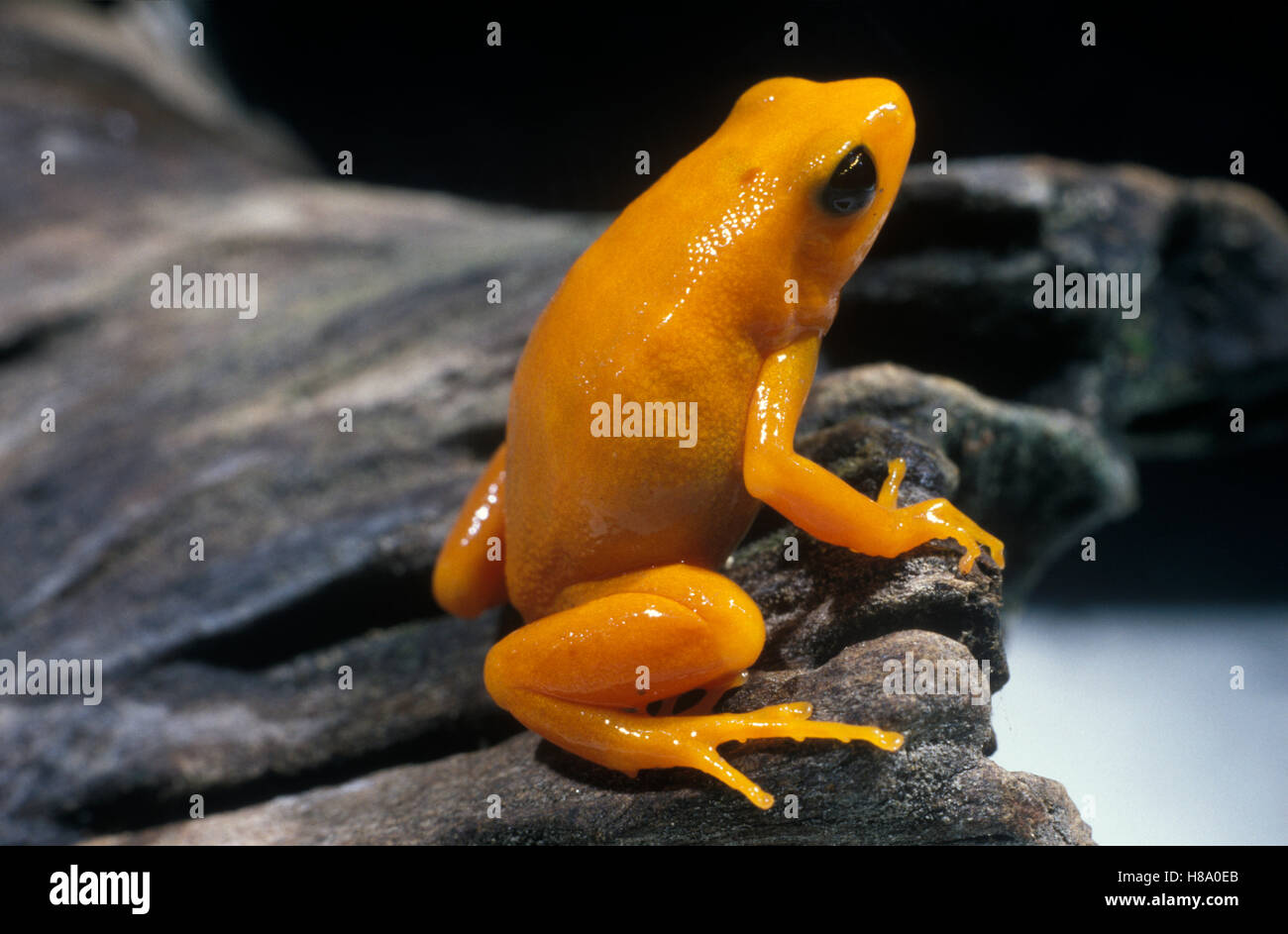 Golden Mantella (Mantella aurantiaca) frog, critically endangered ...