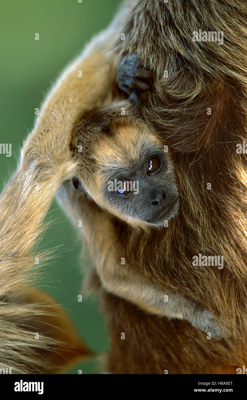 Black Howler Monkey (Alouatta caraya) baby on mother's back, northern ...