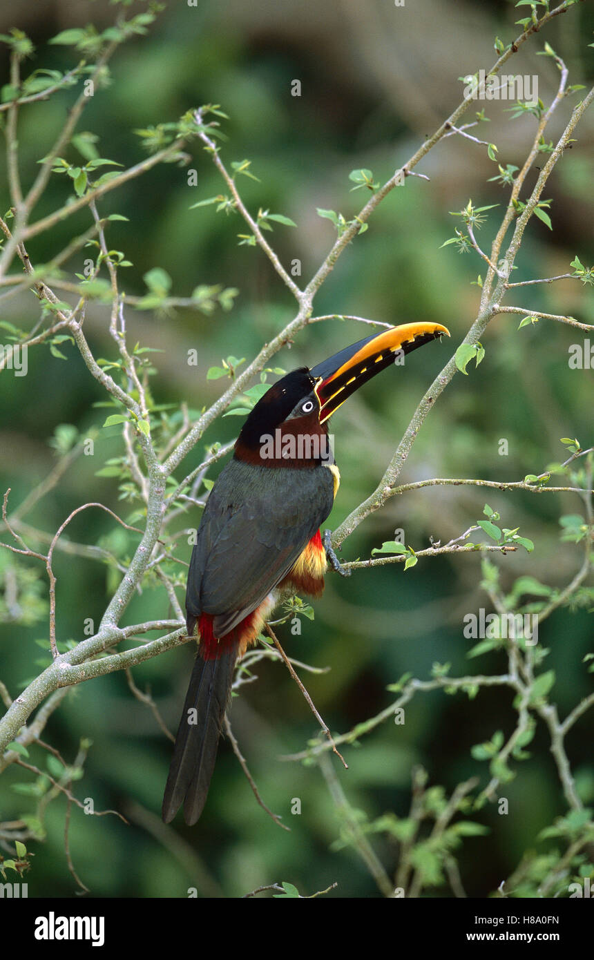 Chestnut-eared Aracari (Pteroglossus castanotis), Pantanal, Brazil ...