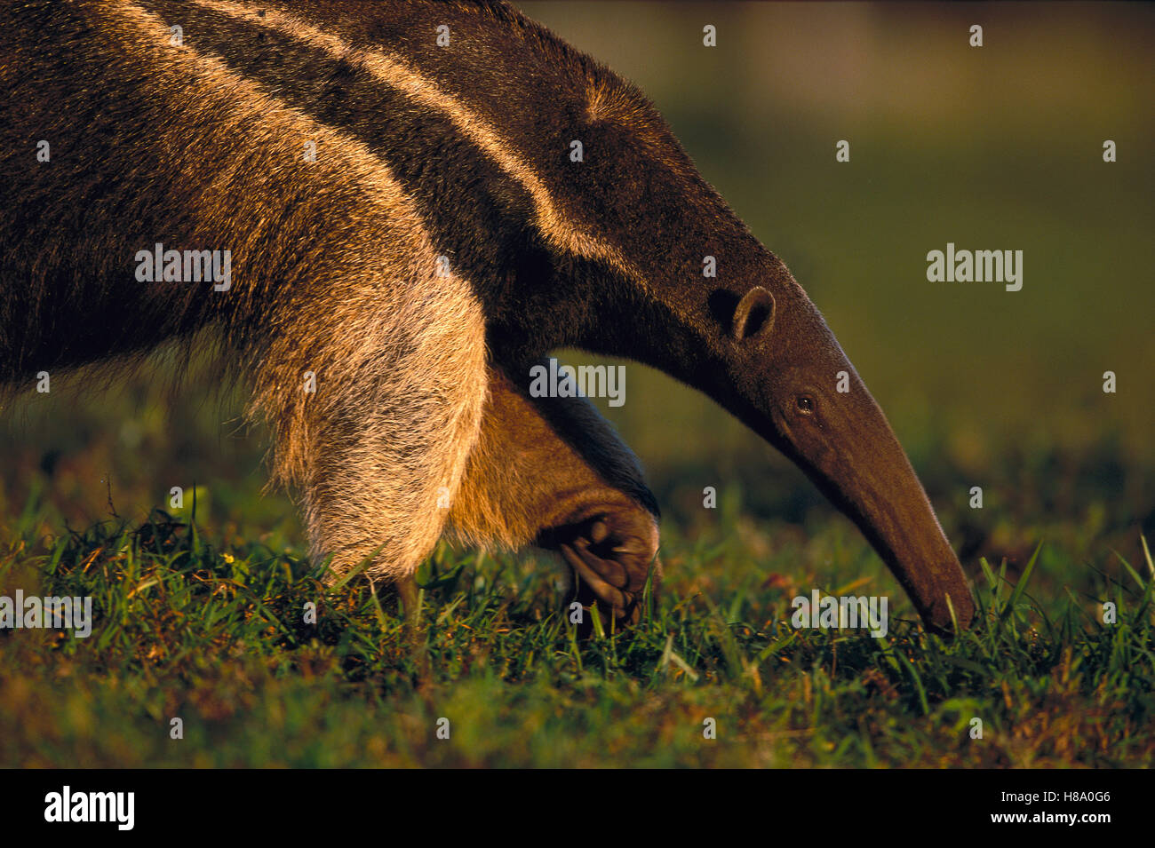 Giant Anteater (Myrmecophaga tridactyla) feeding on ants, southern ...